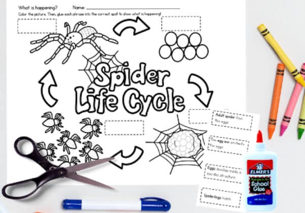 Spider Life Cycle | Poster and Activities - Homeschool Curriculum Fair